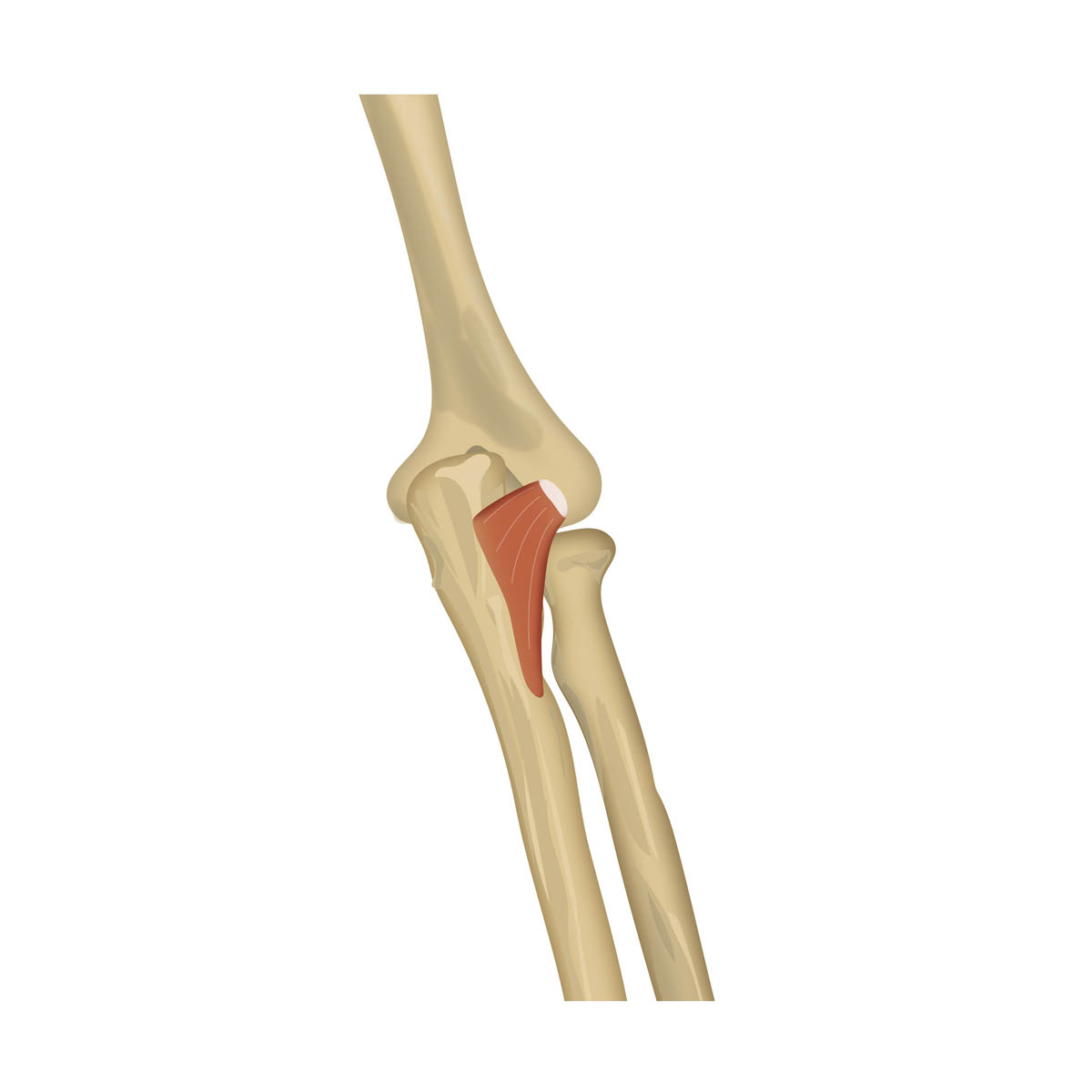 Bibliothek – präpApp – Early Access