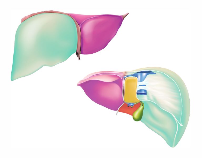 Leber: Aufbau / Makrostruktur – präpApp – Early Access