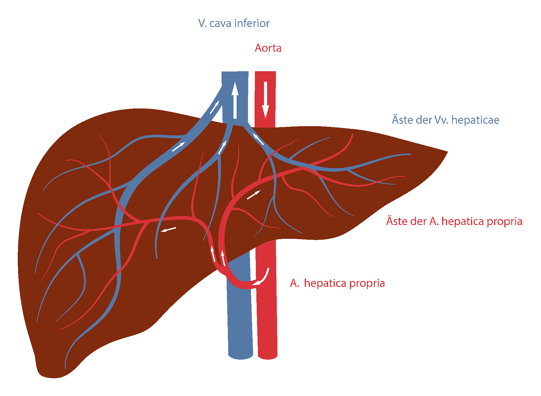 Leber: Blutversorgung – präpApp – Early Access