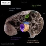 Leber: Aufbau / Makrostruktur – präpApp – Early Access