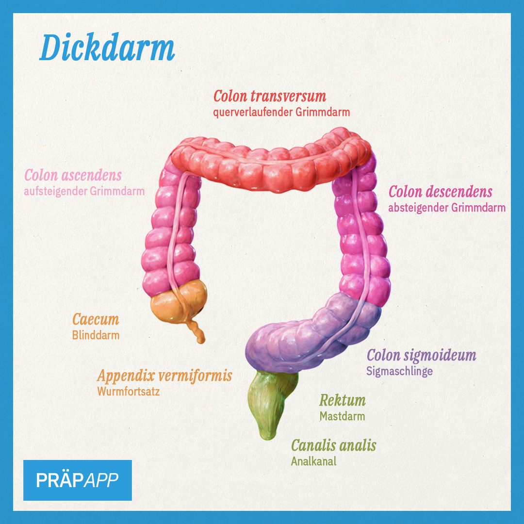 IG: Dickdarm – präpApp – Early Access