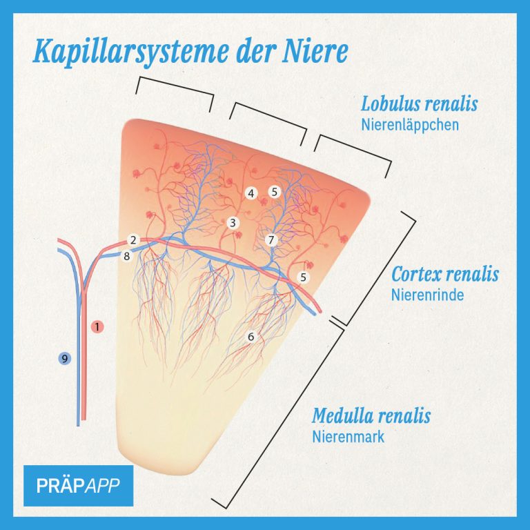Nieren: Gefäßversorgung – präpApp – Early Access