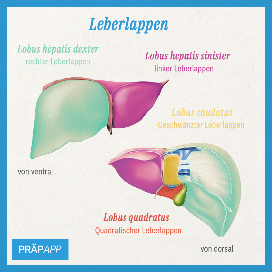 IG: Leberlappen – präpApp – Early Access