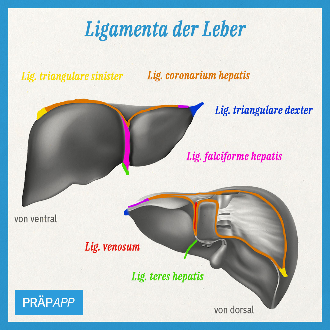 IG: Leberbänder – präpApp – Early Access