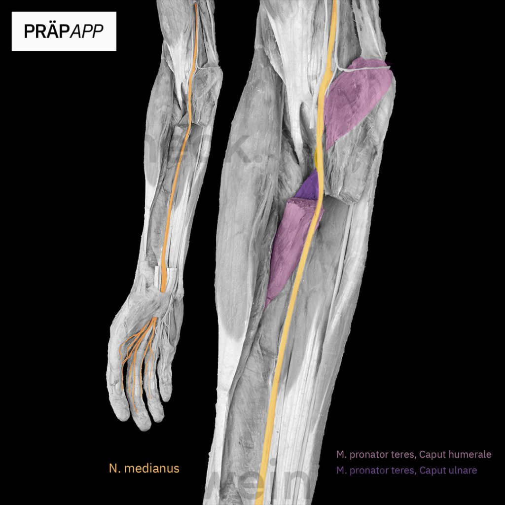 Nerven der oberen Extremität: N. medianus – präpApp – Early Access