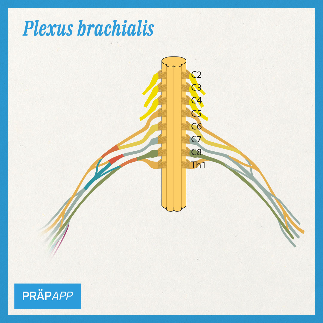 IG: Plexus brachialis – präpApp – Early Access