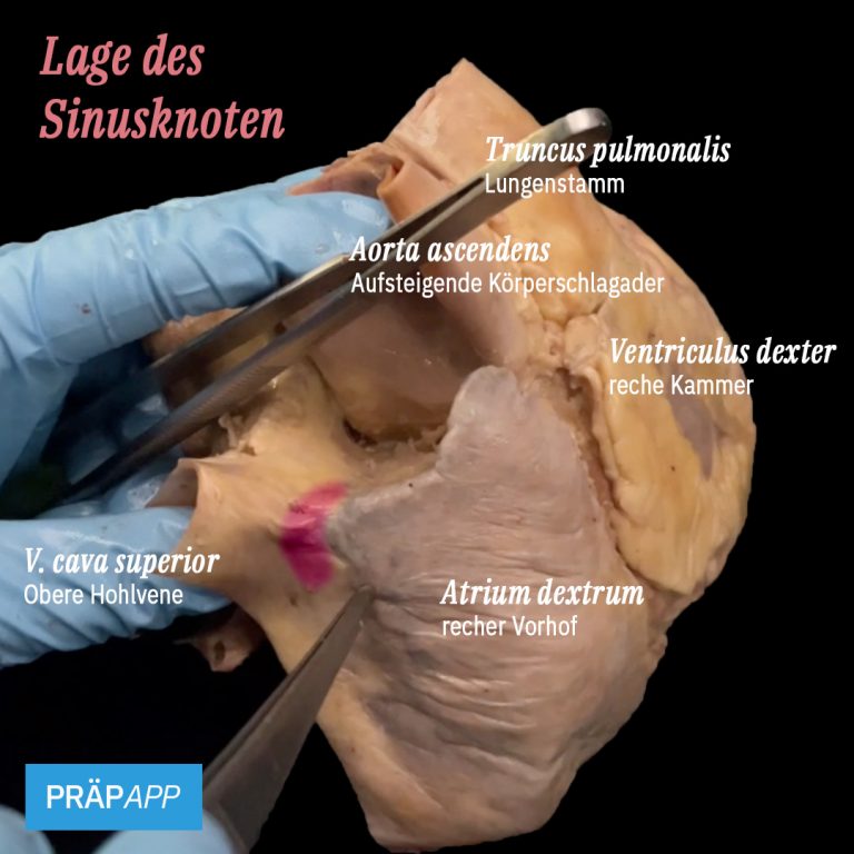 Herz: Die Erregungsleitung – präpApp – Early Access