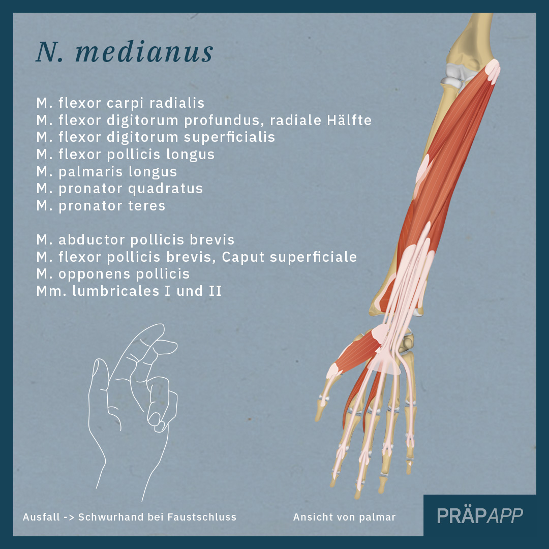 Nerven der oberen Extremität: N. medianus – präpApp – Early Access